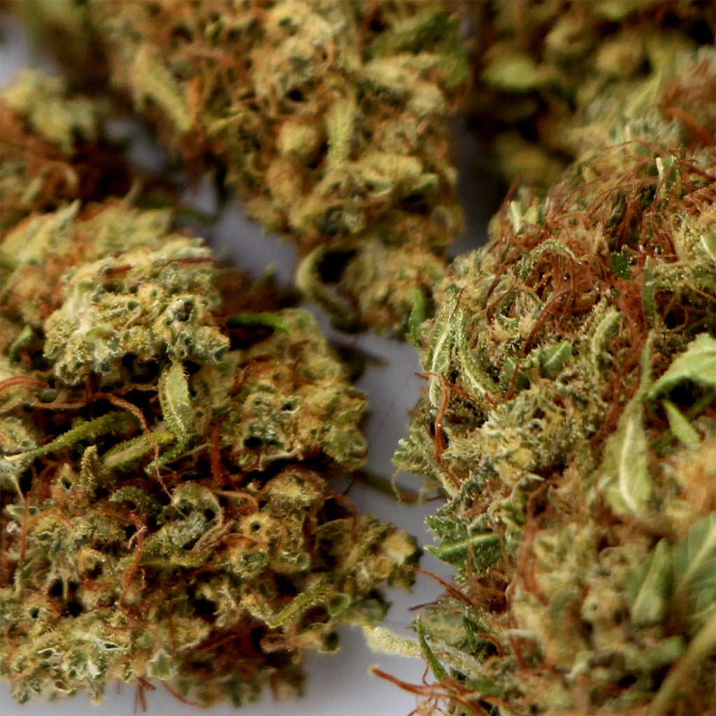 Lemon CBD en Gros - [Extérieur]